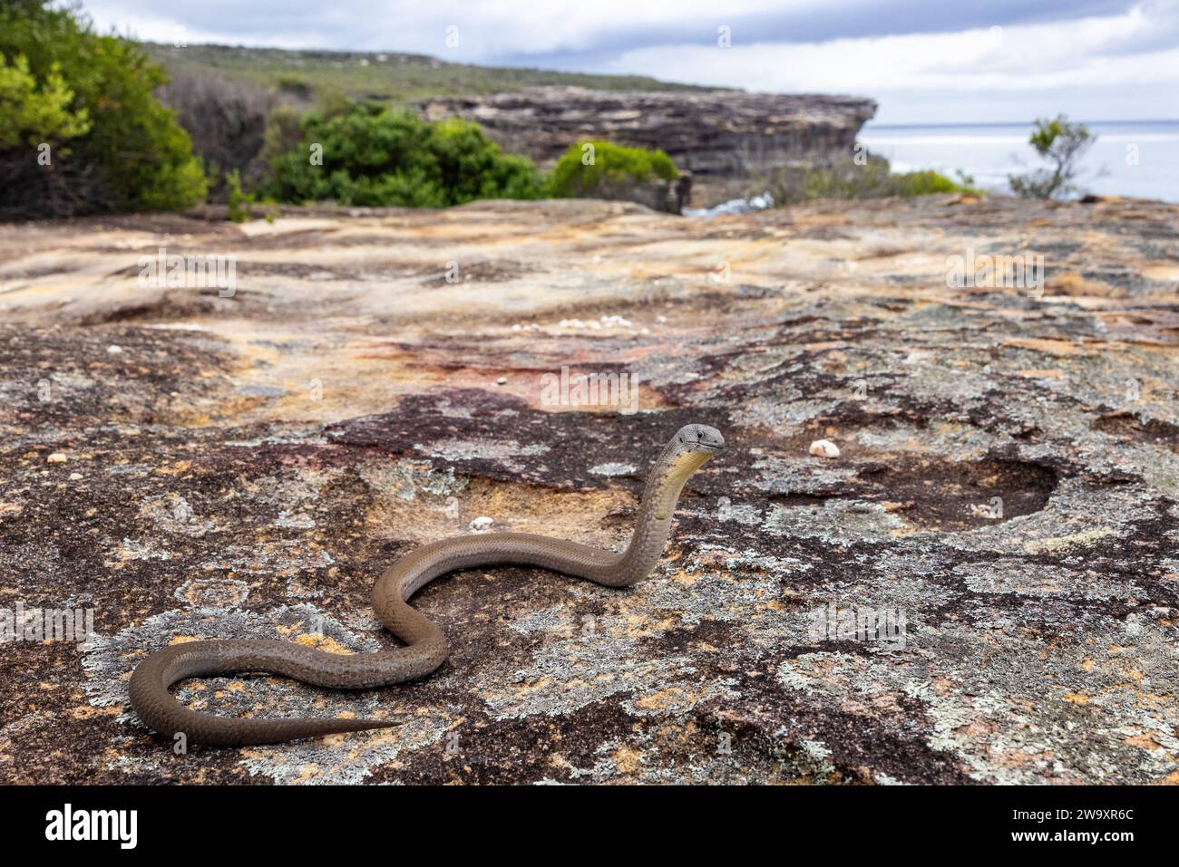 Common Scaly-foot Legless Lizard in habitat Stock Photo - Alamy