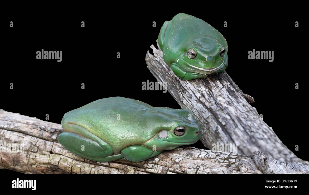 Australian green tree frogs hi-res stock photography and images - Alamy