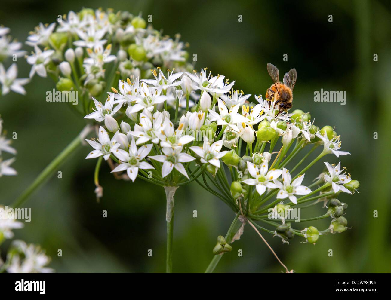 Macro of a honey bee sitting on a allium ursinum wild garlic blossom ...