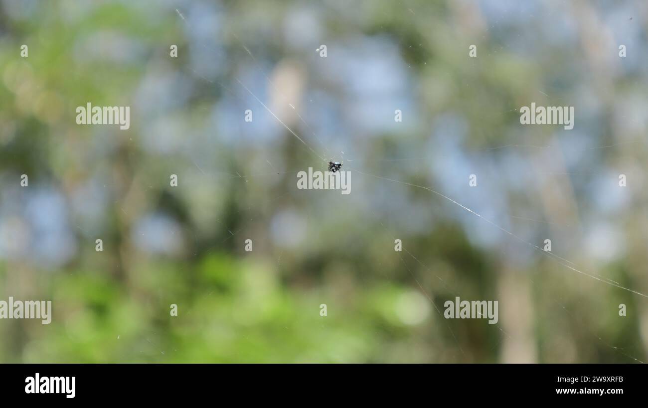 A very small black spider similar appearance to the Latrodectus genus ...
