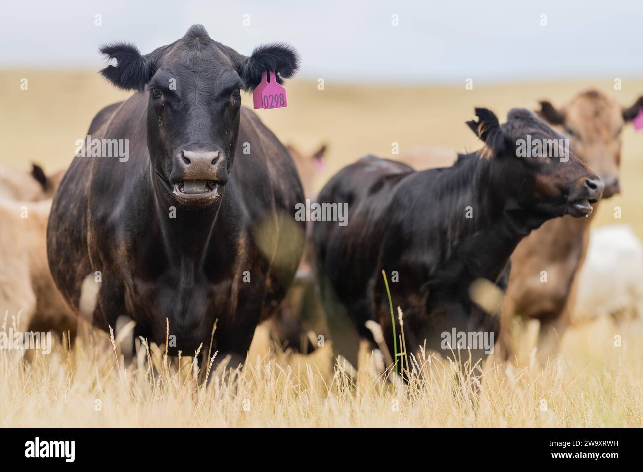 wagyu and angus cattle are Agricultural free range livestock on a farm ...