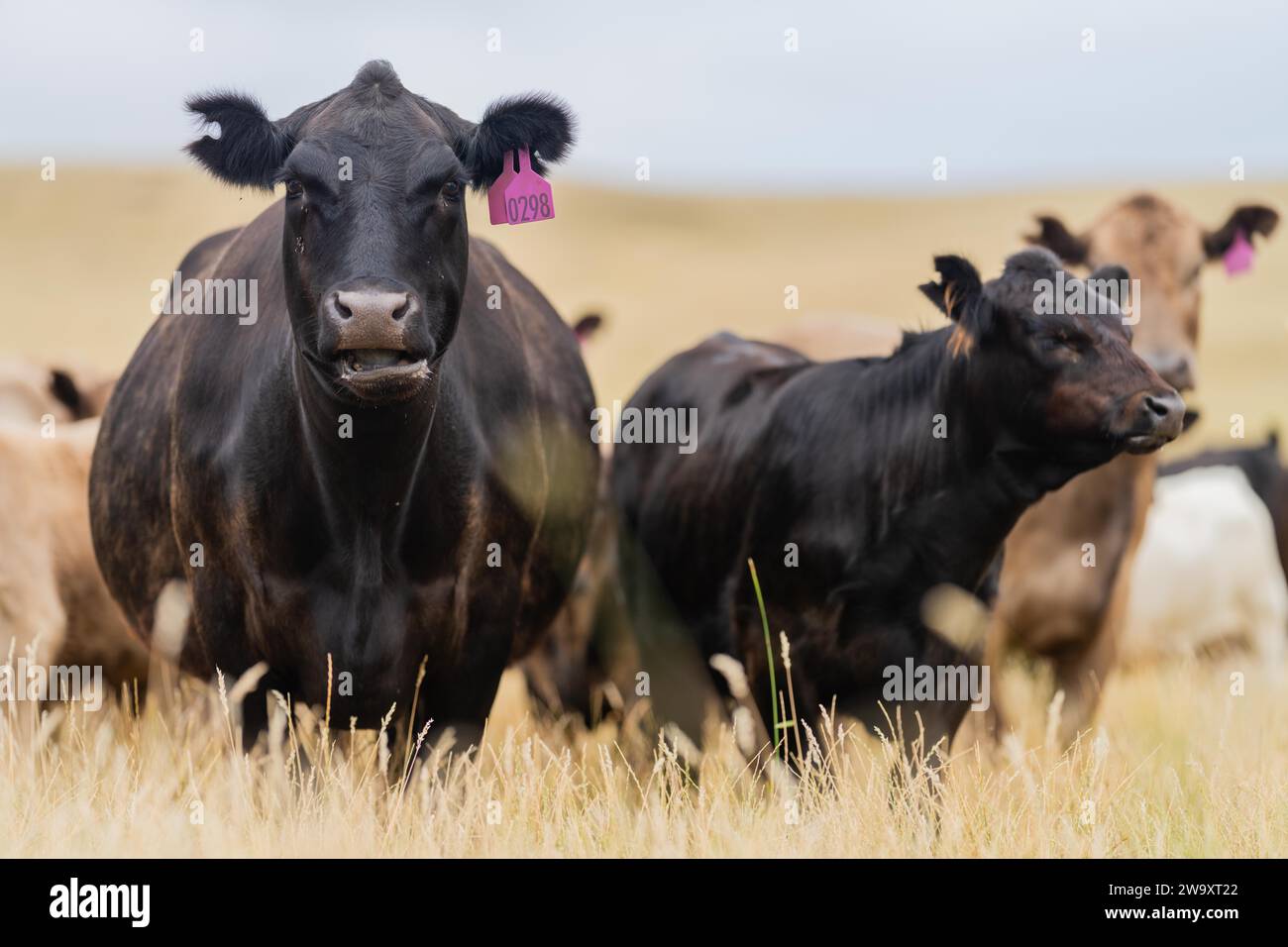 angus, wagyu and murray grey cattle in a paddock on a farm with long ...