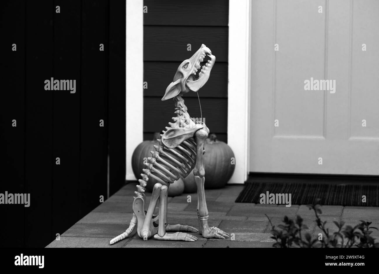 Halloween skeleton of scary dog. Halloween decoration with skeletons ...