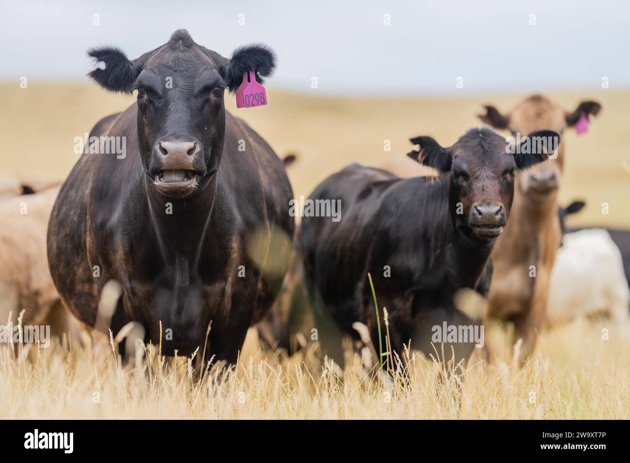 stud wagyu and angus beef cows in a paddock free range in australia, in ...