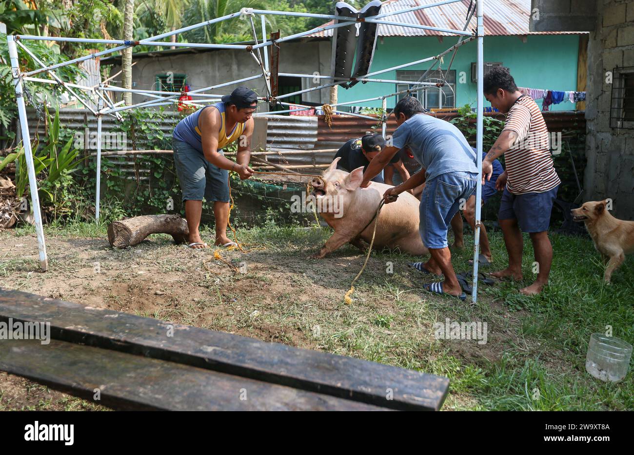 San Jose del Monte, Philippines. December 31, 2023: Traditional pig ...