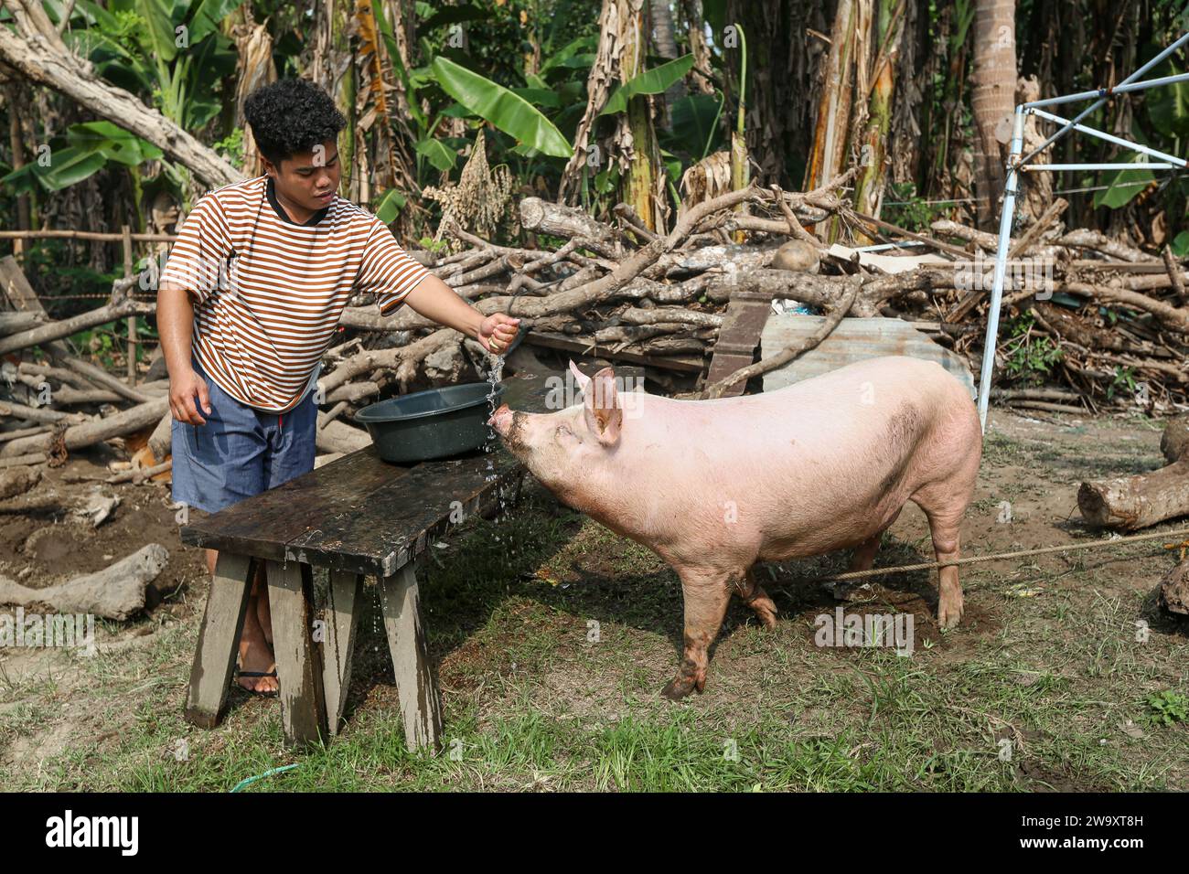 San Jose del Monte, Philippines. December 31, 2023: Pig awaits its fate ...