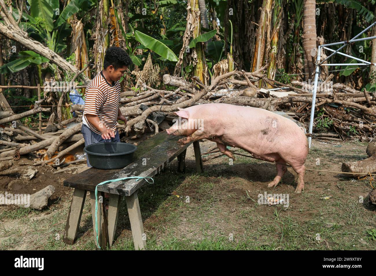 San Jose del Monte, Philippines. December 31, 2023: Pig awaits its fate ...