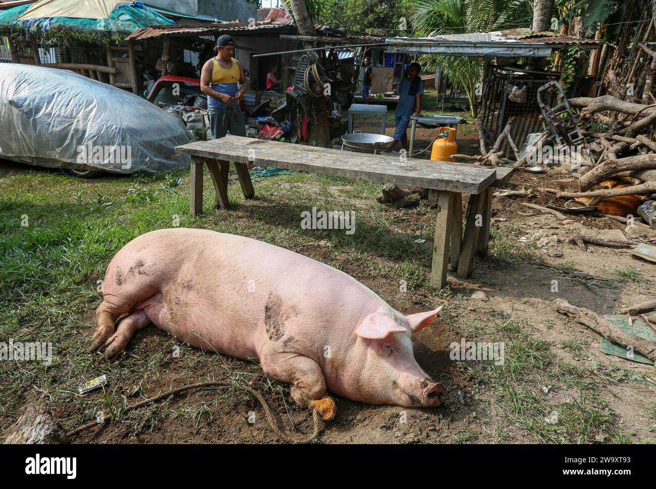 San Jose del Monte, Philippines. December 31, 2023: Pig awaits its fate ...