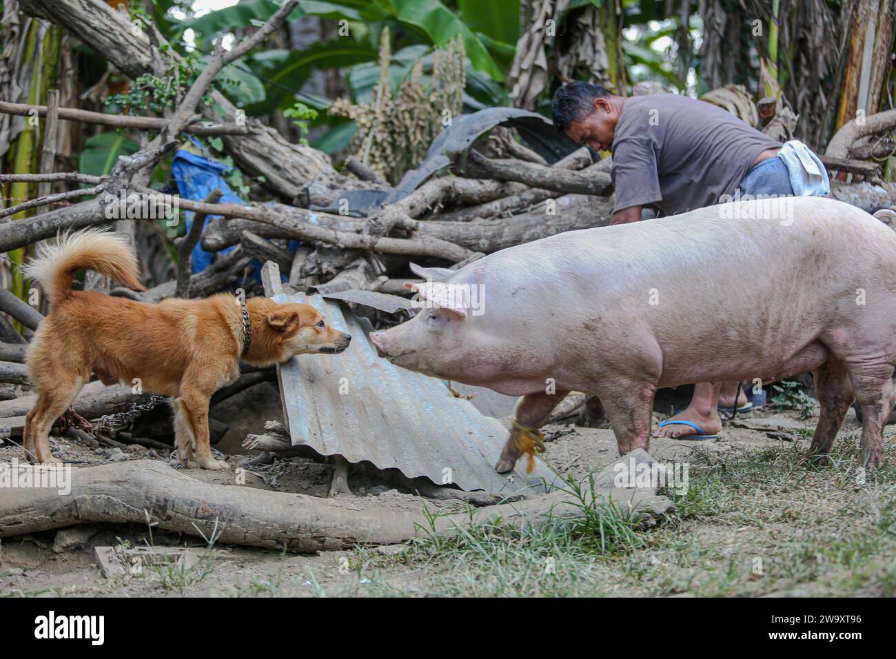 Pig slaughter tradition hi-res stock photography and images - Alamy