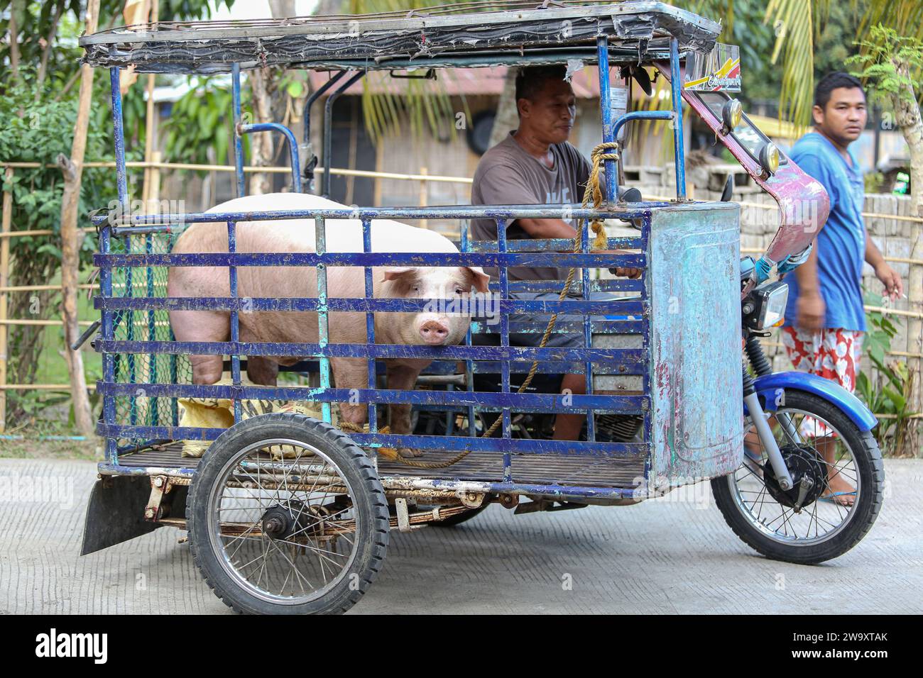 San Jose del Monte, Philippines. December 31, 2023: Pig delivery in ...