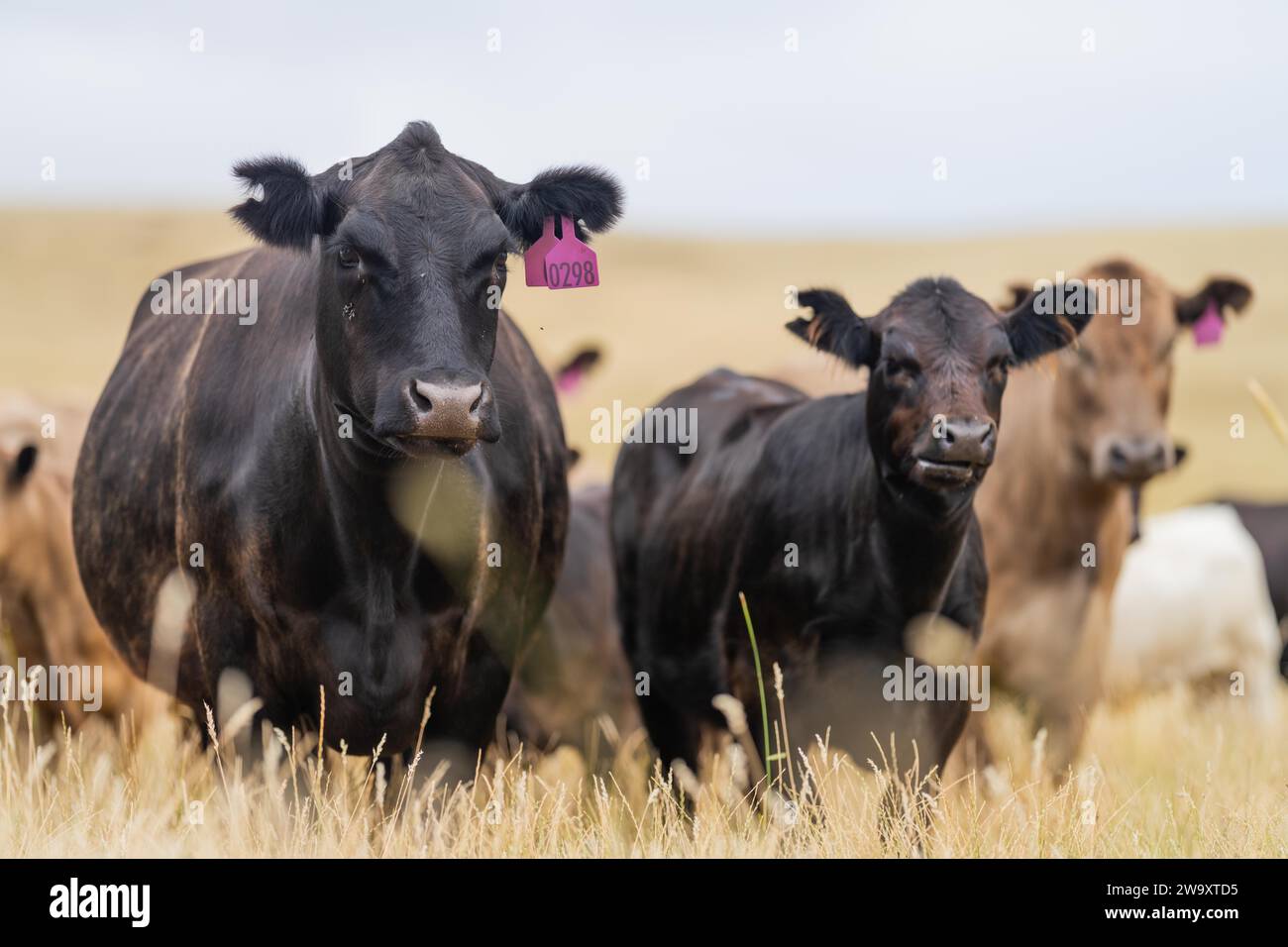 angus, wagyu and murray grey cattle in a paddock on a farm with long ...