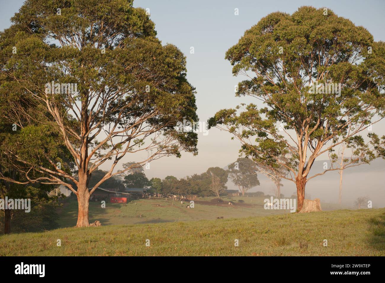 Dairy farm in NSW, Australia Stock Photo - Alamy