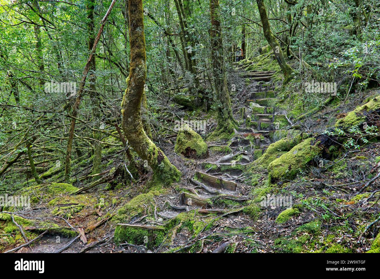 Hiking trail of mossy green roots in Lake Vera dark alpine rainforest ...