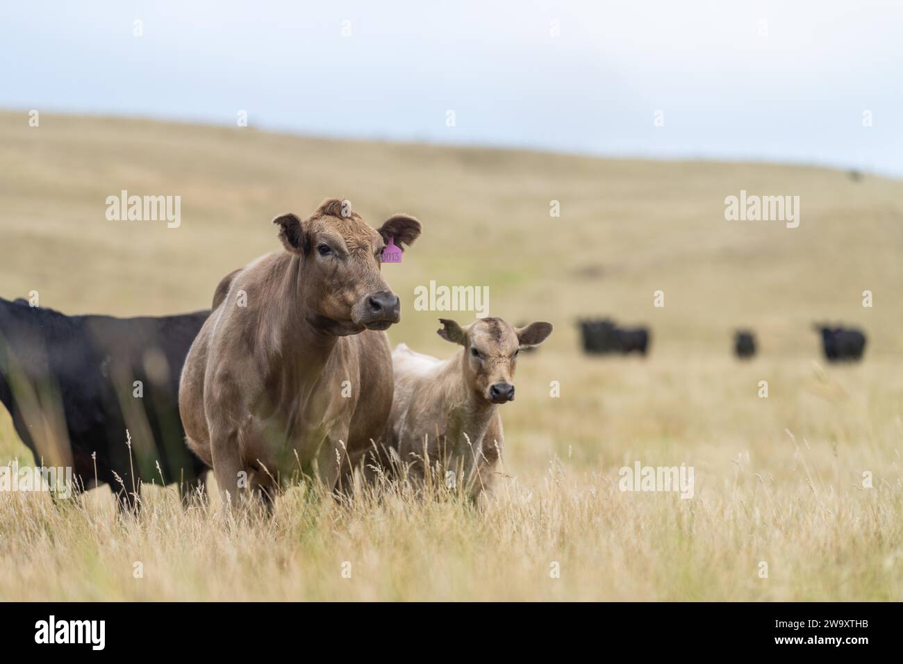 angus, wagyu and murray grey cattle in a paddock on a farm with long ...