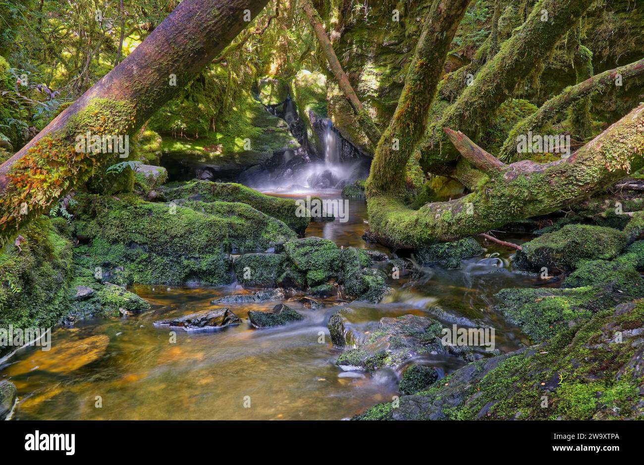 Long exposure blurred water cascade on Vera creek in mossy rainforest ...