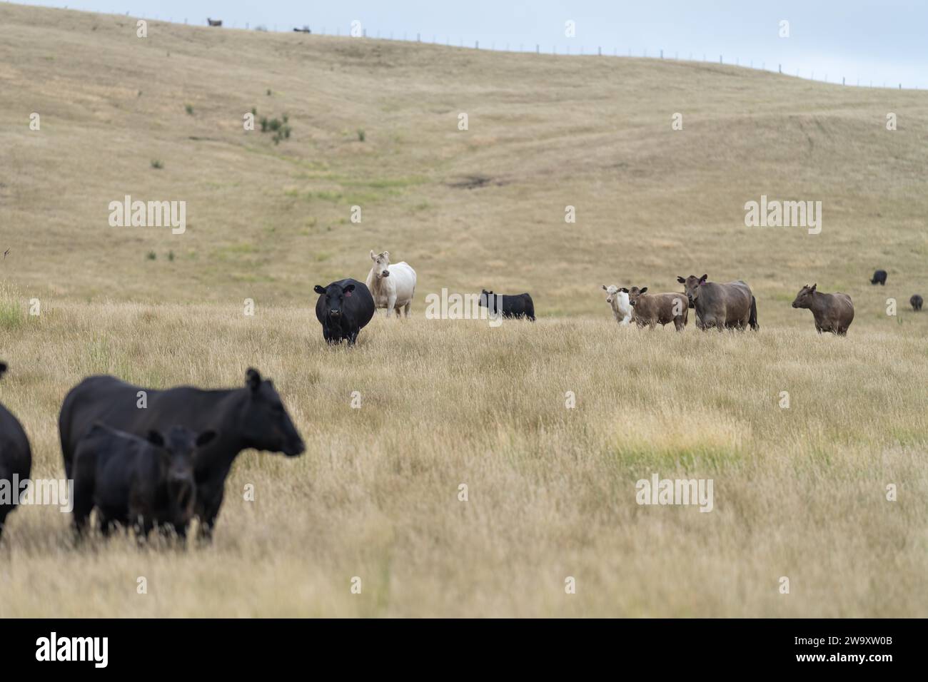 wagyu and angus cattle are Agricultural free range livestock on a farm ...