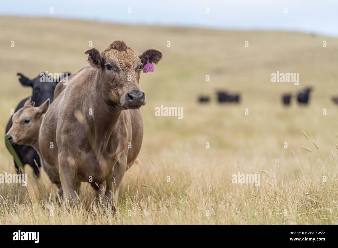 New zealand angus beef cow hi-res stock photography and images - Alamy