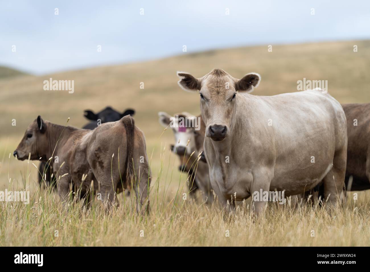 angus, wagyu and murray grey cattle in a paddock on a farm with long ...
