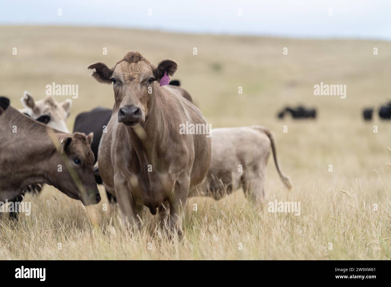 Wagyu cow hi-res stock photography and images - Alamy