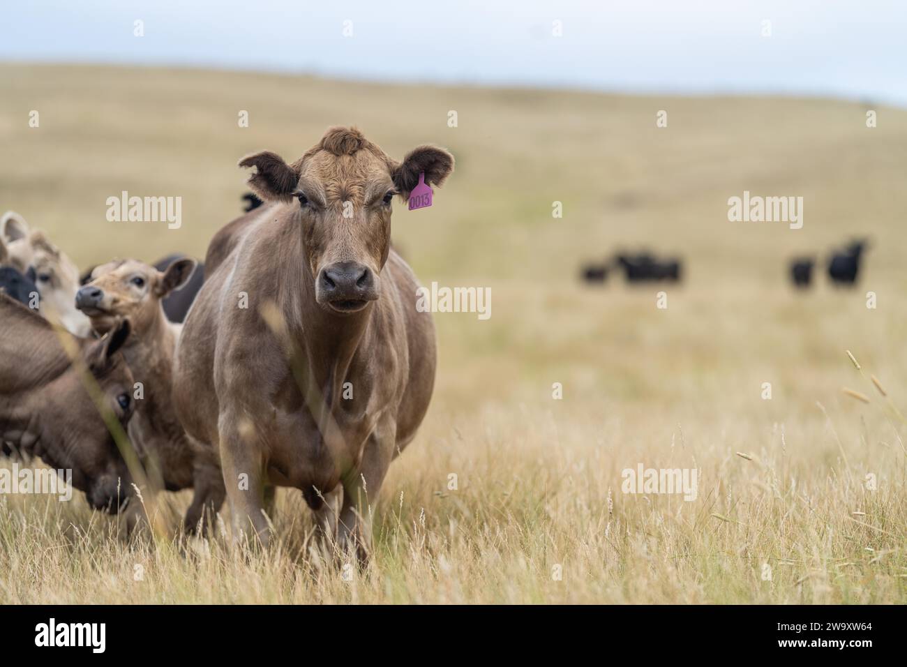 wagyu and angus cattle are Agricultural free range livestock on a farm ...