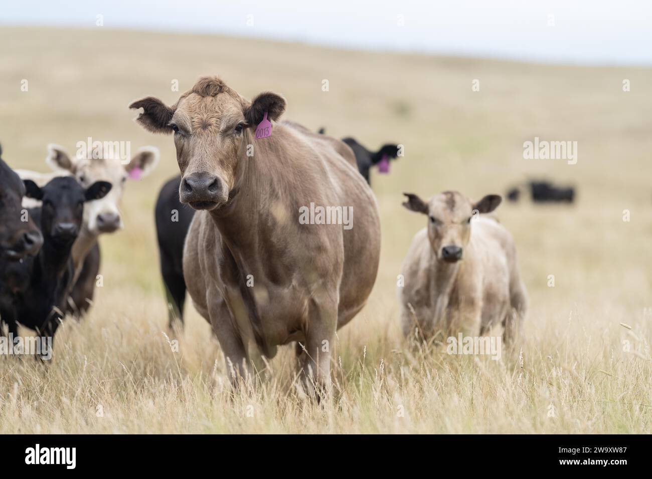 angus, wagyu and murray grey cattle in a paddock on a farm with long ...