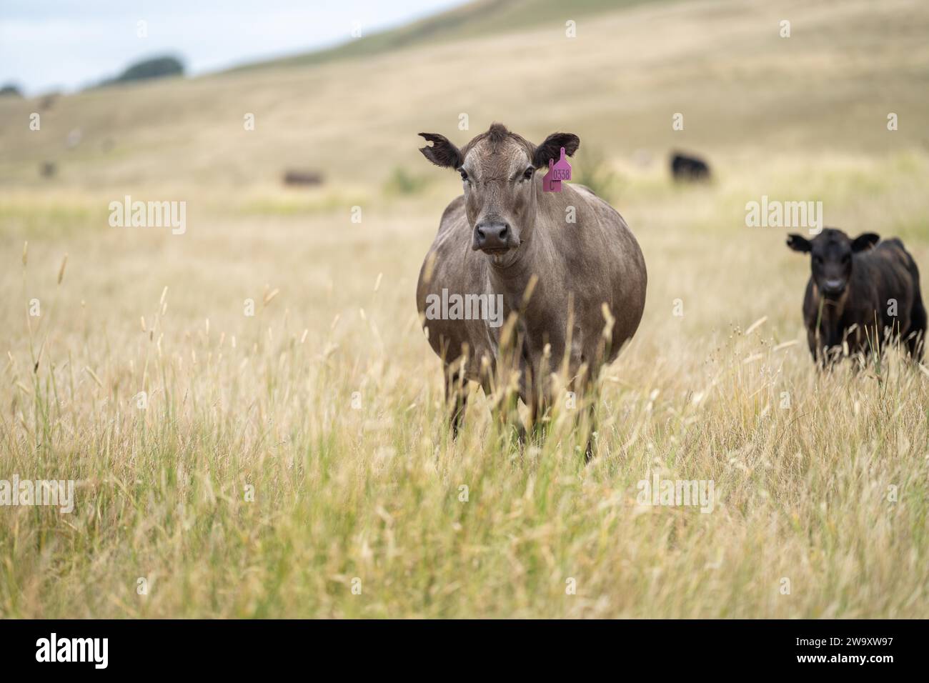 wagyu and angus cattle are Agricultural free range livestock on a farm ...