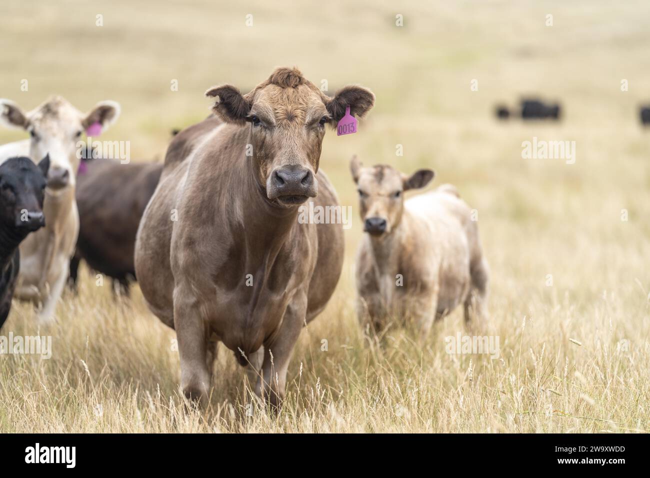 stud wagyu and angus beef cows in a paddock free range in australia, in ...