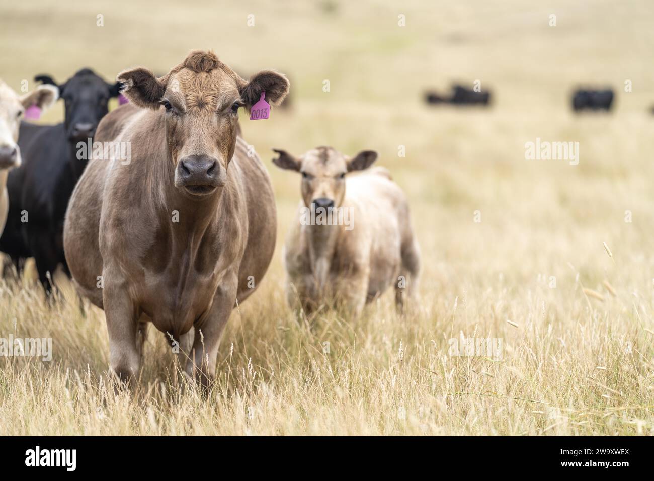 angus, wagyu and murray grey cattle in a paddock on a farm with long ...