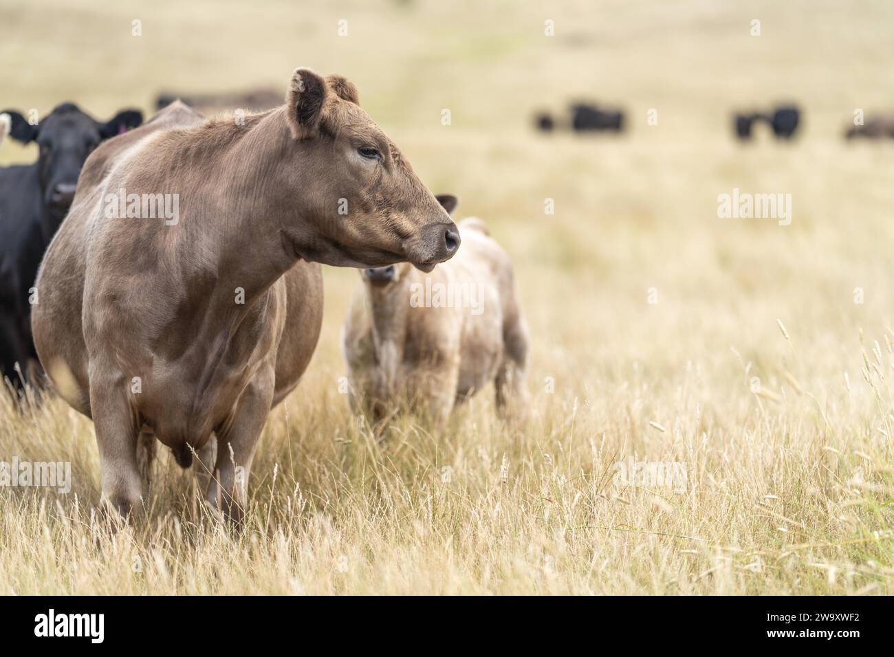 wagyu and angus cattle are Agricultural free range livestock on a farm ...