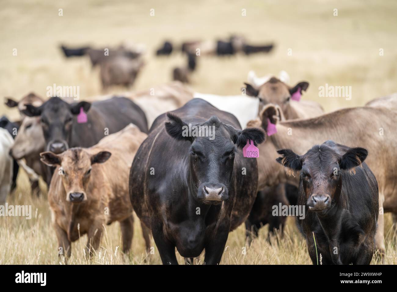 wagyu and angus cattle are Agricultural free range livestock on a farm ...