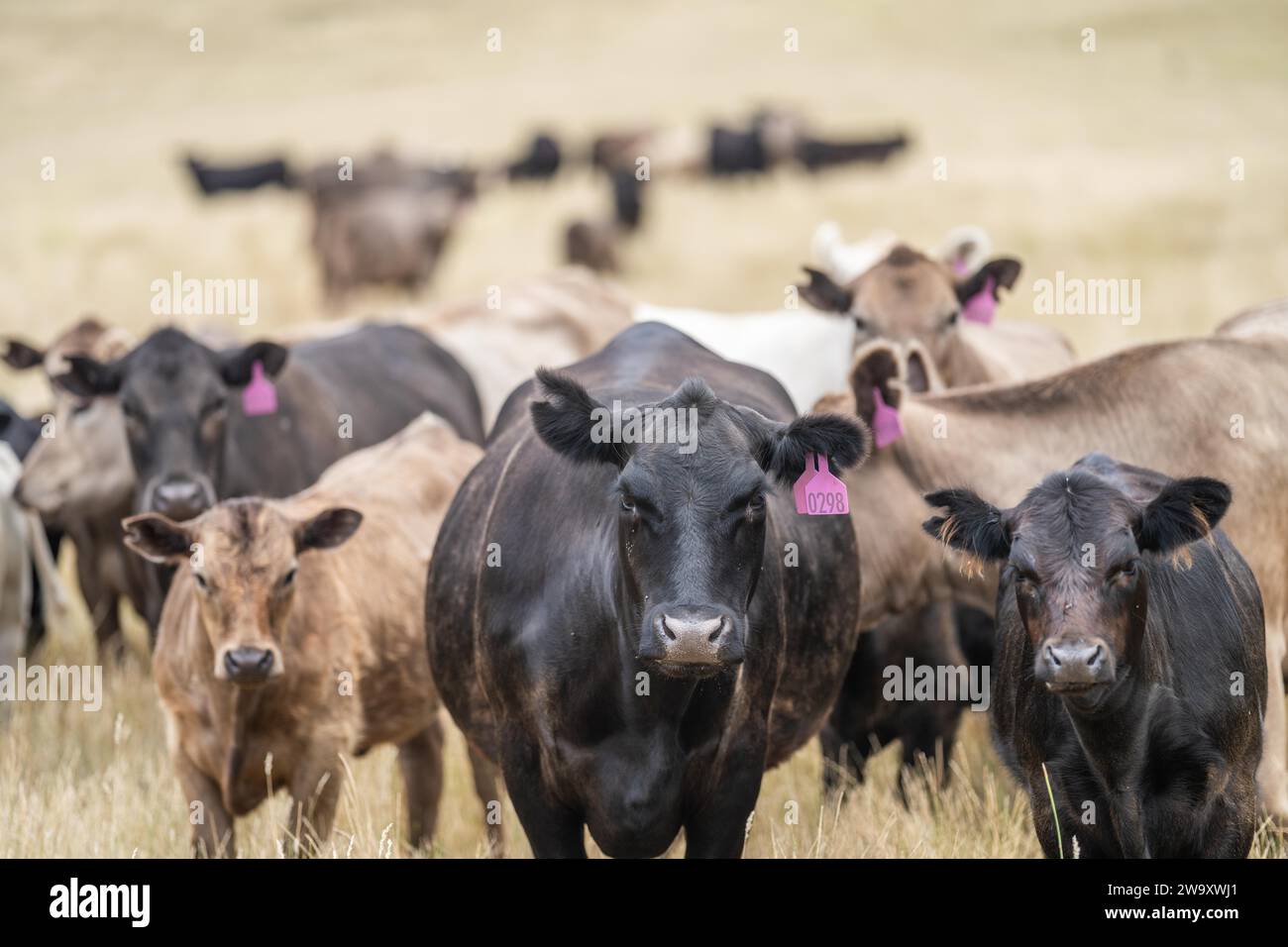 Cow face close up looking at camera. Black Wagyu cow Stock Photo - Alamy