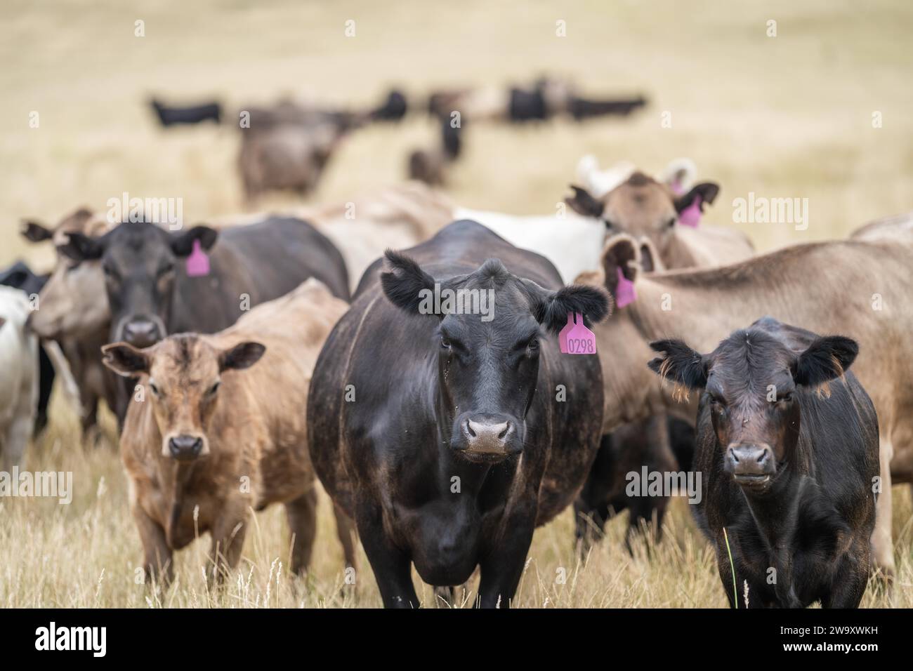 angus, wagyu and murray grey cattle in a paddock on a farm with long ...