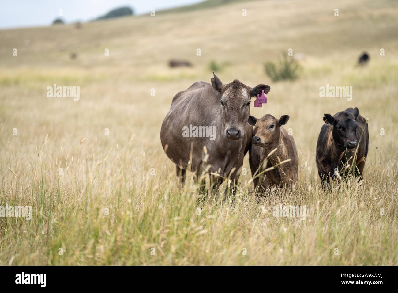 angus, wagyu and murray grey cattle in a paddock on a farm with long ...