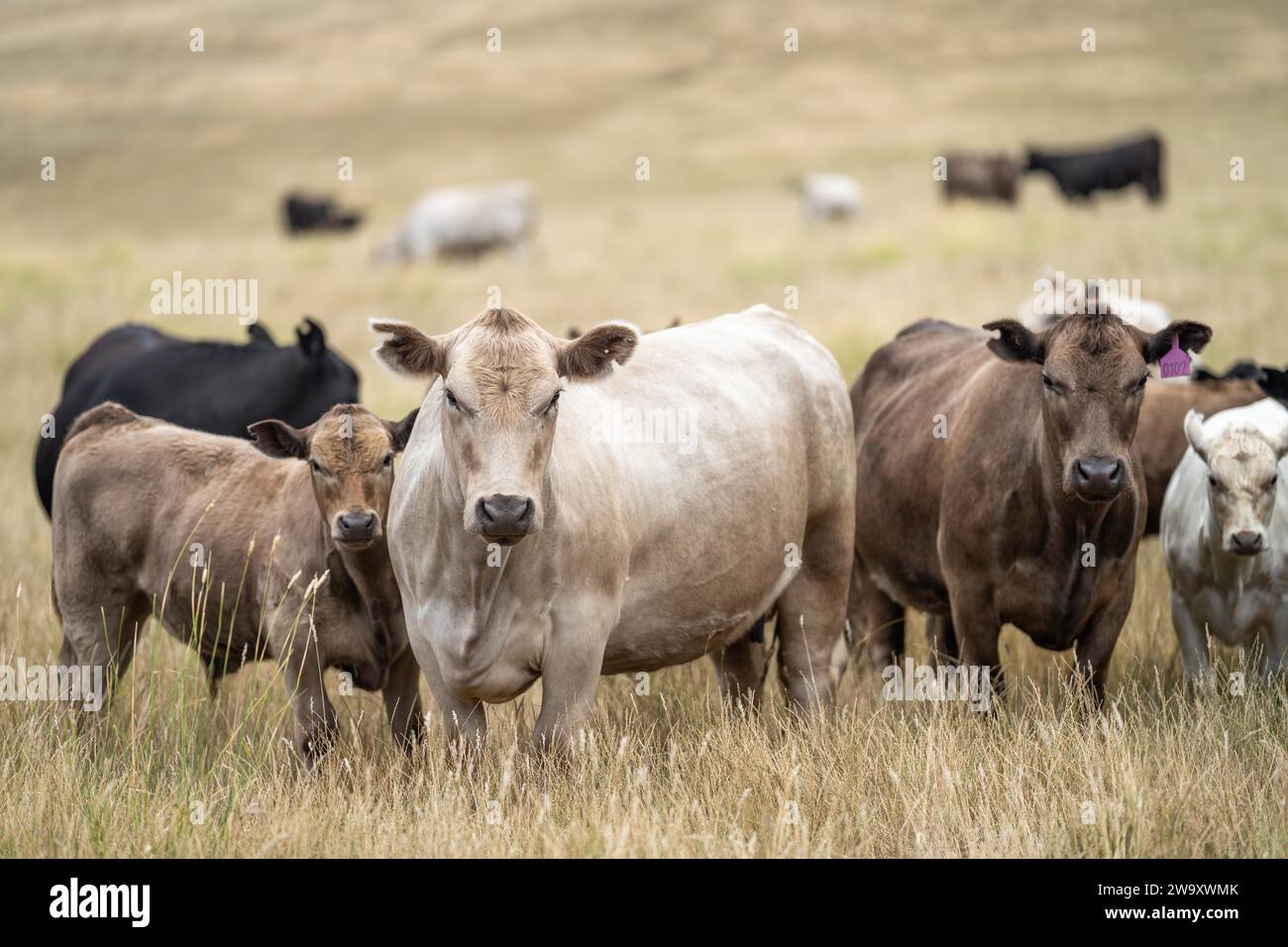 New zealand angus beef cow hi-res stock photography and images - Alamy