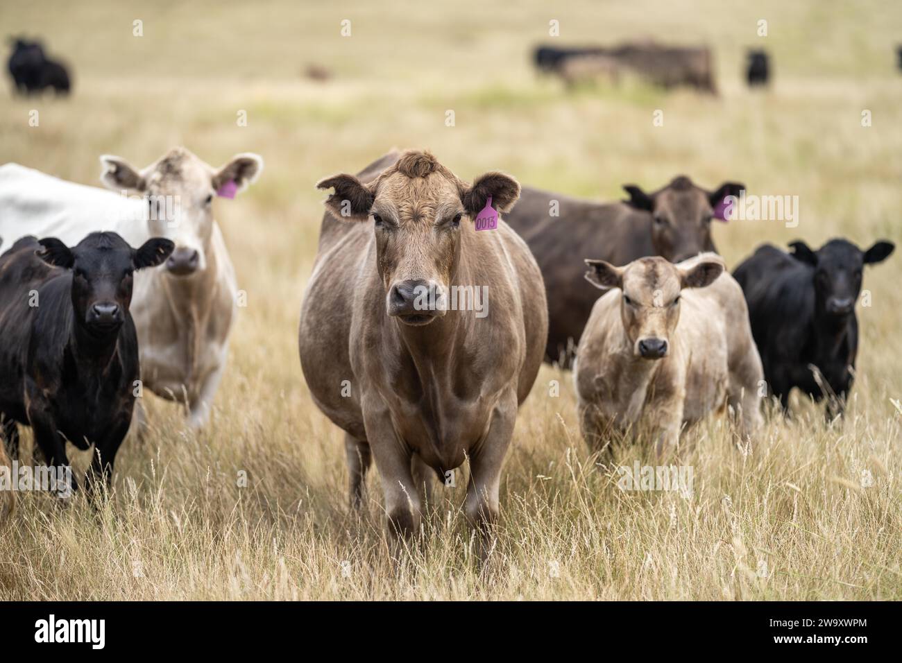New zealand angus beef cow hi-res stock photography and images - Alamy