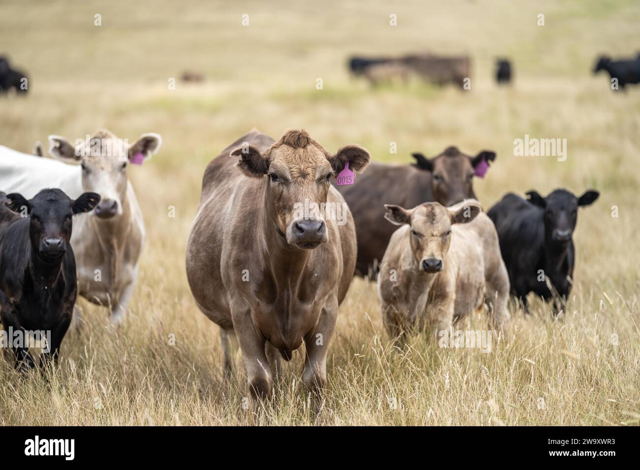 wagyu and angus cattle are Agricultural free range livestock on a farm ...