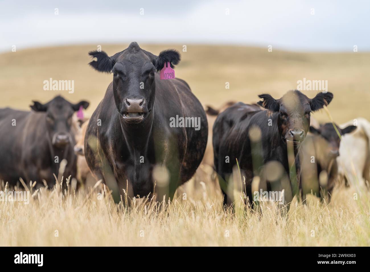 Cow face close up looking at camera. Black Wagyu cow Stock Photo - Alamy