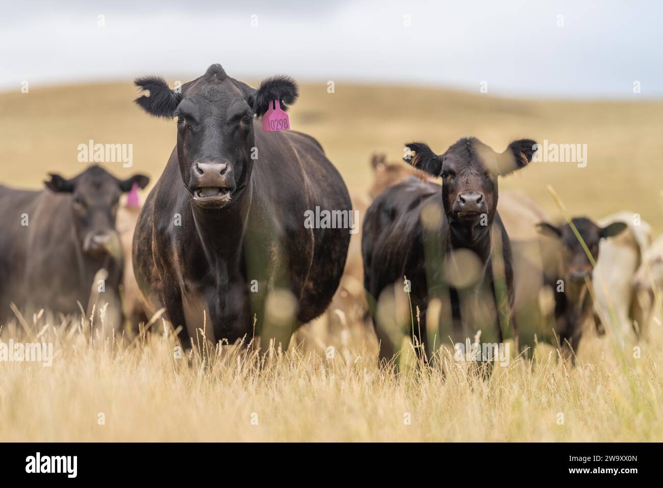 angus, wagyu and murray grey cattle in a paddock on a farm with long ...