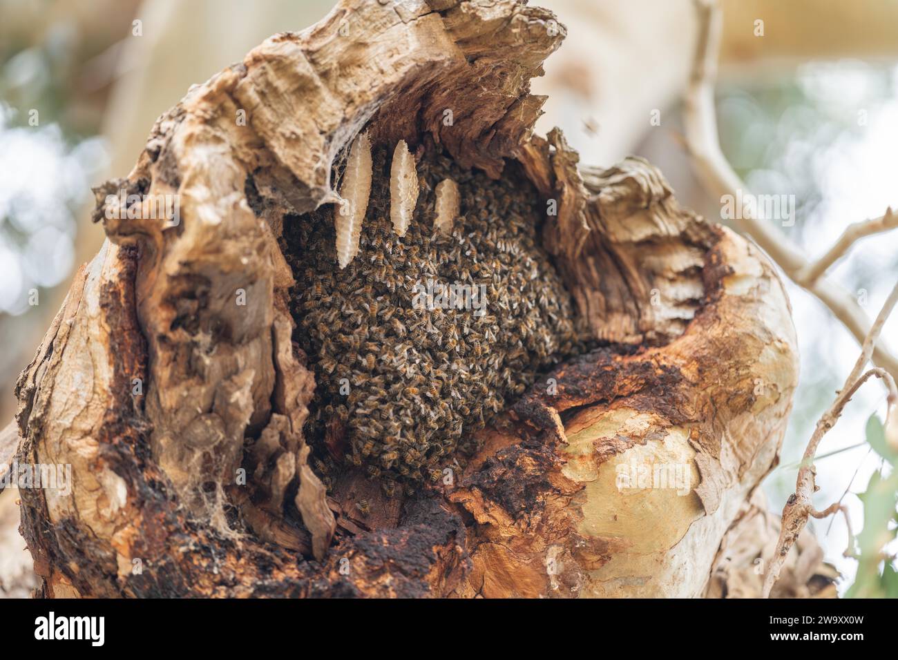 bee hive in tree in a gum tree hollow in a field in the bush in ...