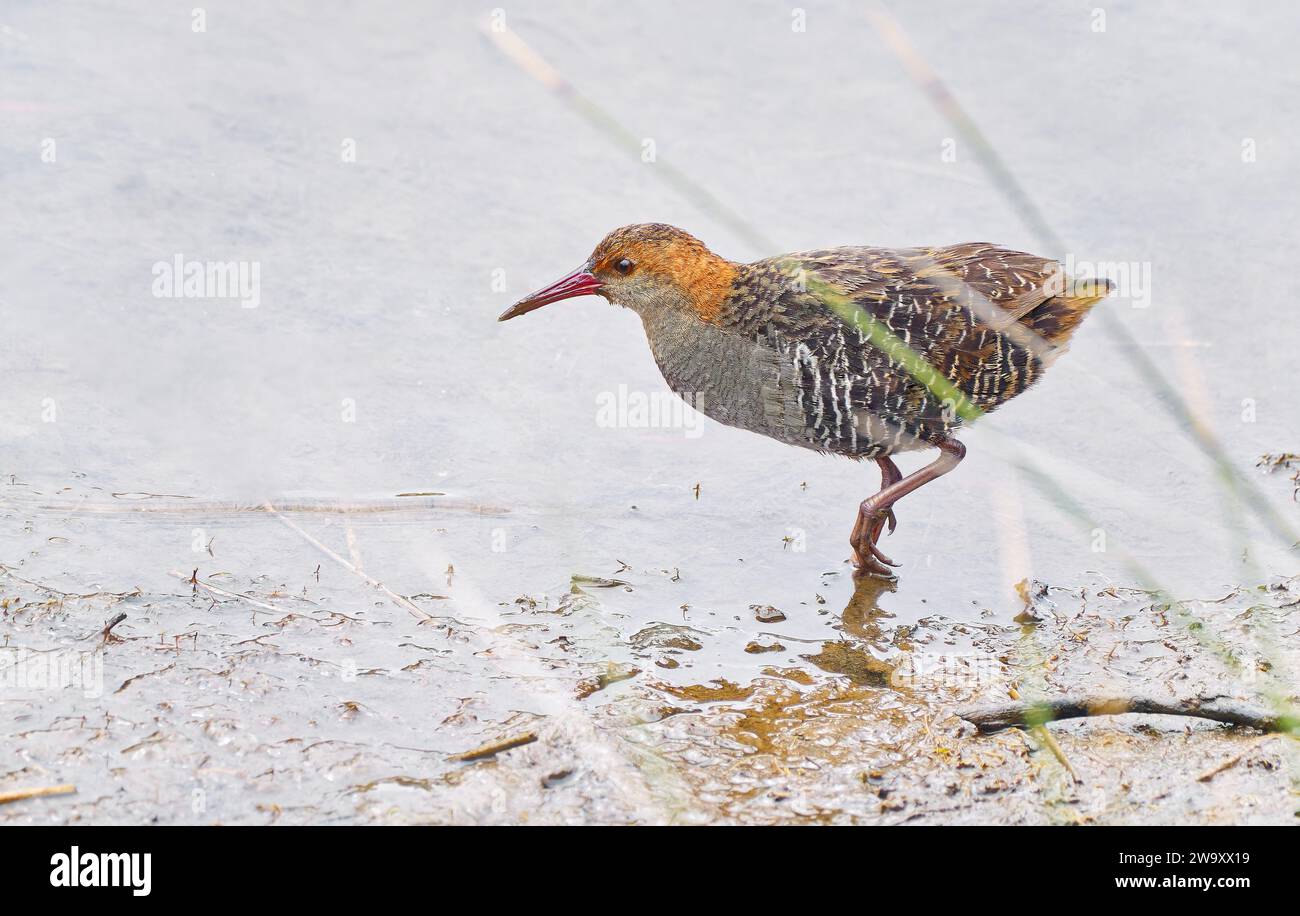 Lewin's rail Lewinia pectoralis a secretive wetland bird on mudflats of ...