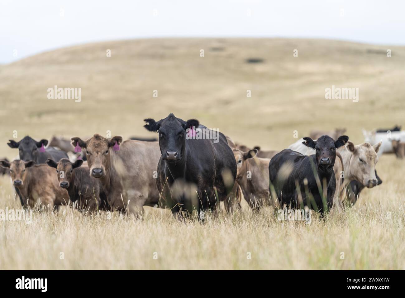 stud wagyu and angus beef cows in a paddock free range in australia, in ...