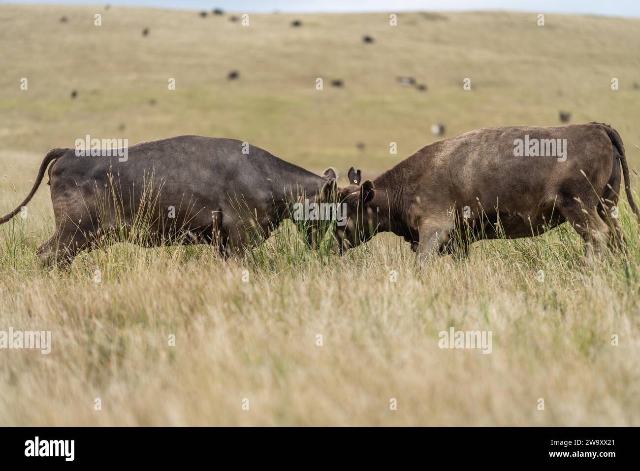 wagyu and angus cattle are Agricultural free range livestock on a farm ...
