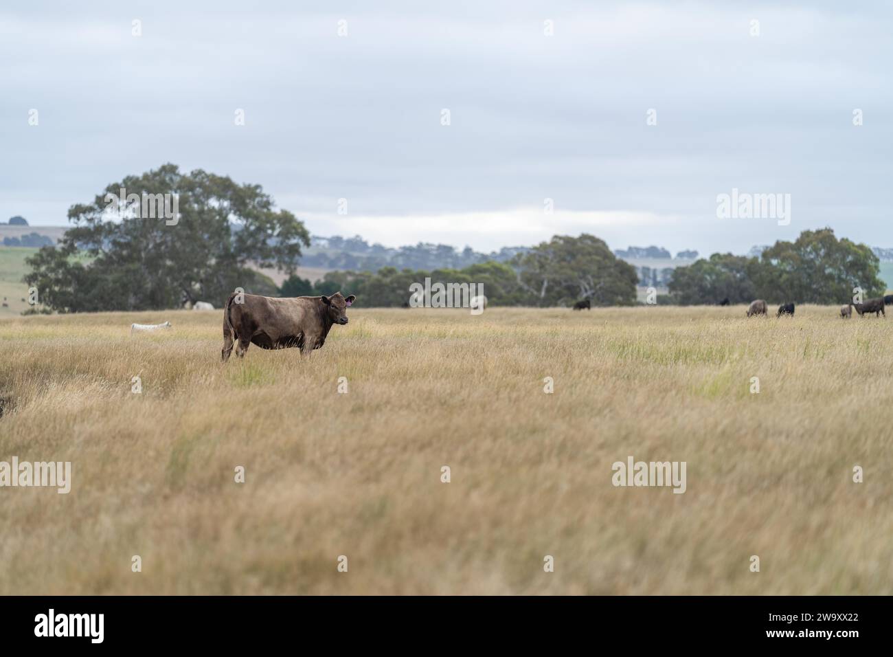 angus, wagyu and murray grey cattle in a paddock on a farm with long ...