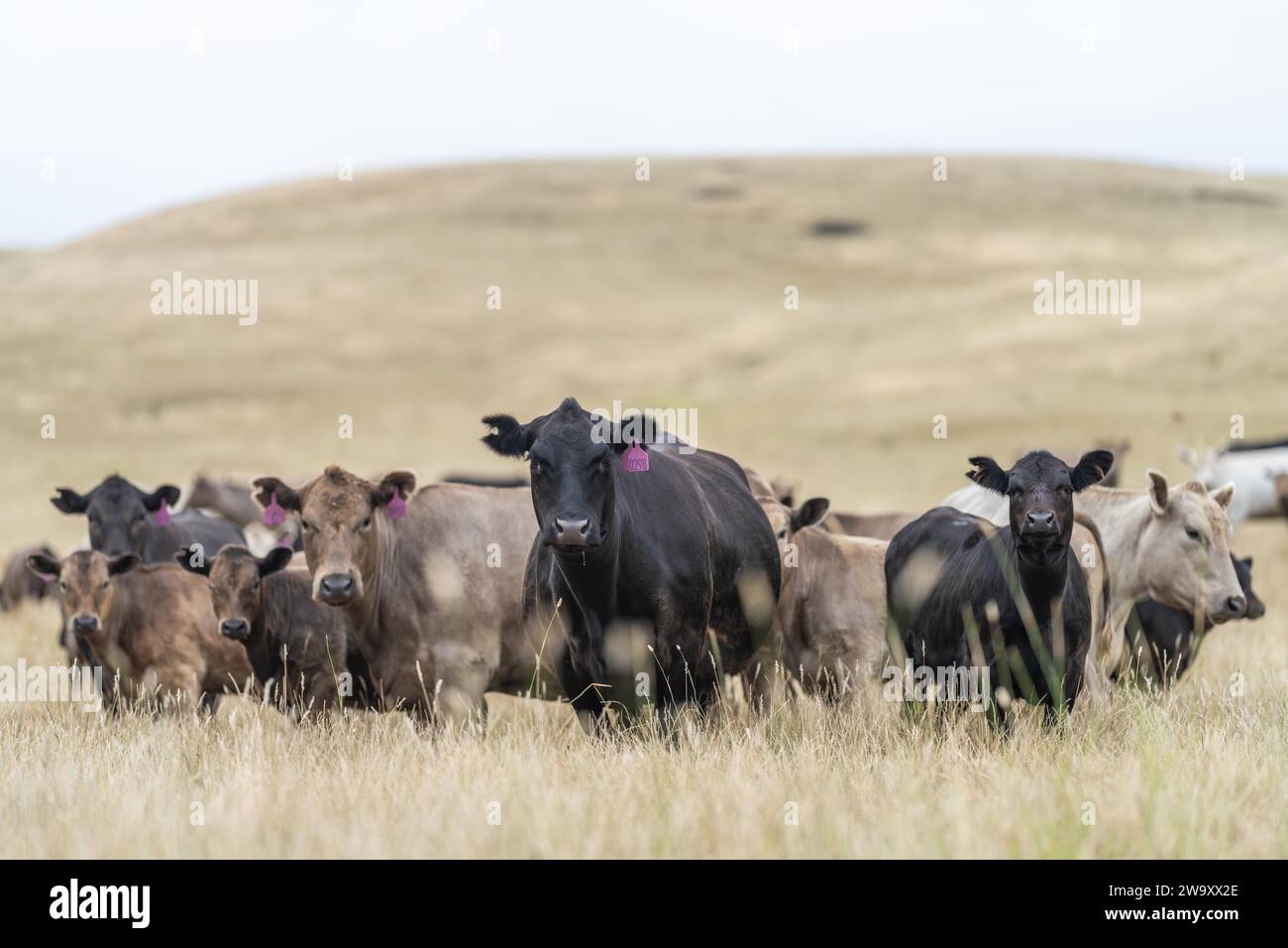 wagyu and angus cattle are Agricultural free range livestock on a farm ...