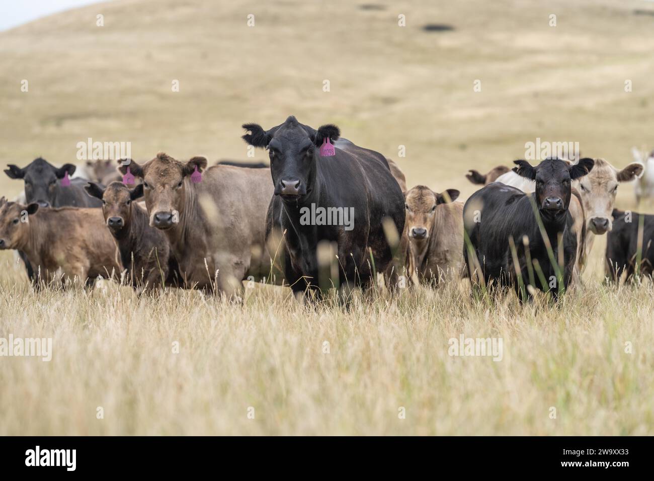 angus, wagyu and murray grey cattle in a paddock on a farm with long ...