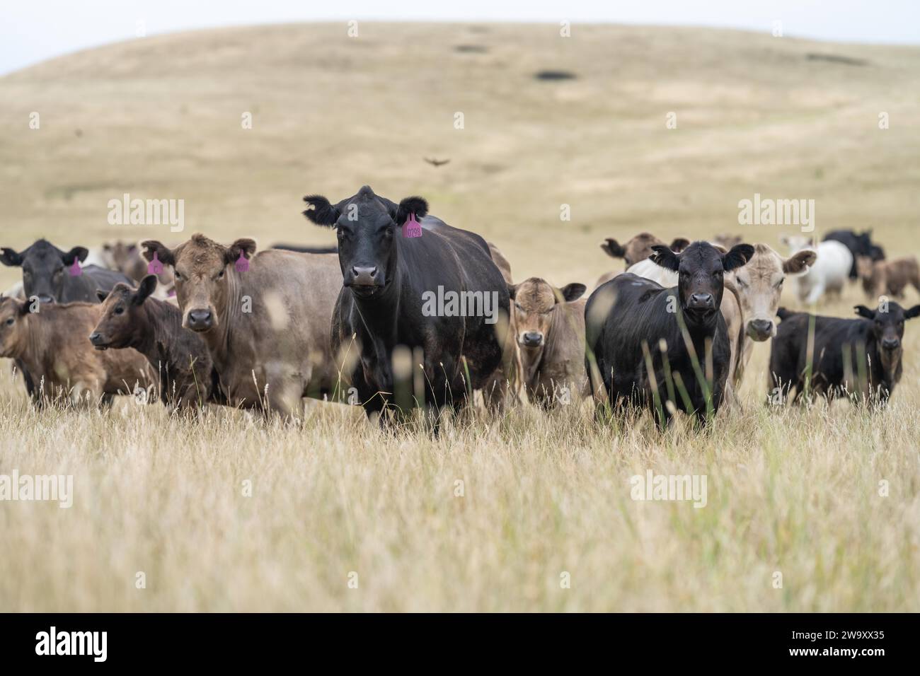 Stud Beef bulls, cows and calves grazing on grass in a field, in ...