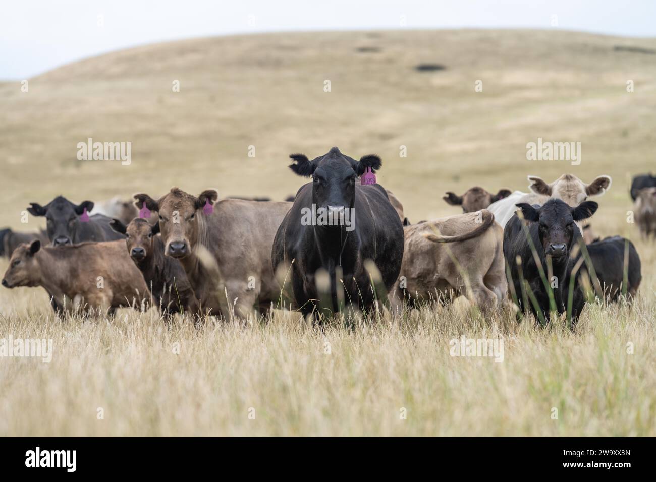 stud wagyu and angus beef cows in a paddock free range in australia, in ...