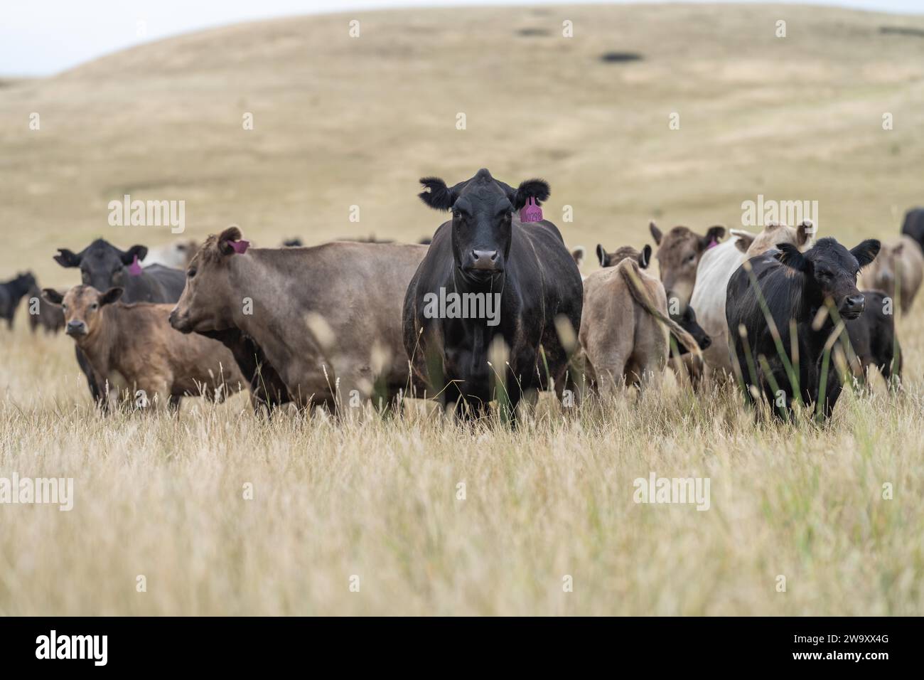 wagyu and angus cattle are Agricultural free range livestock on a farm ...