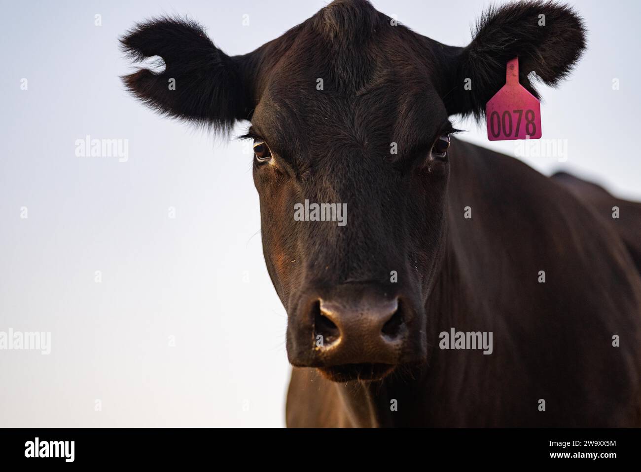 Minnesota farm cows hi-res stock photography and images - Alamy