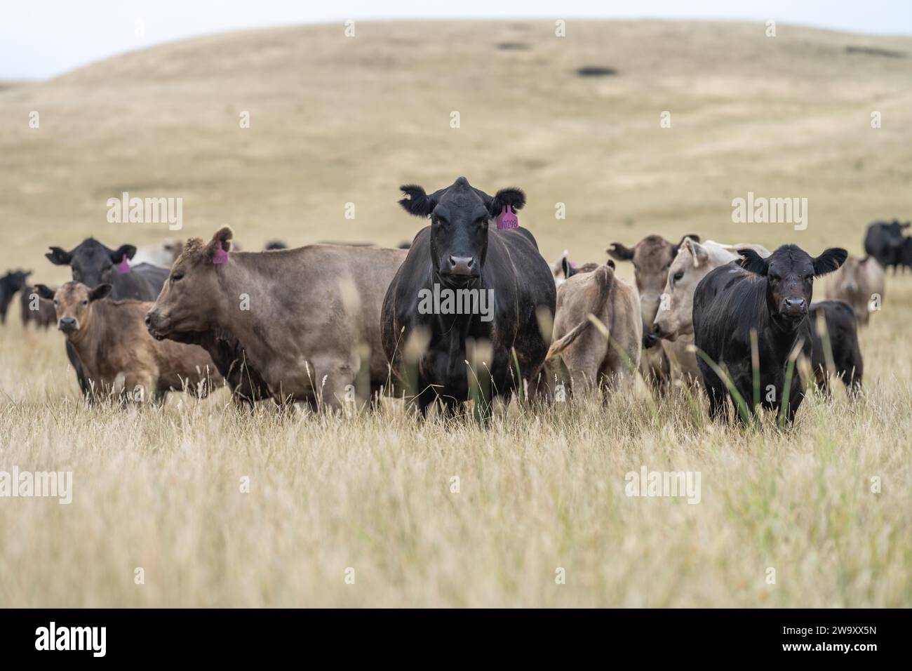 angus, wagyu and murray grey cattle in a paddock on a farm with long ...